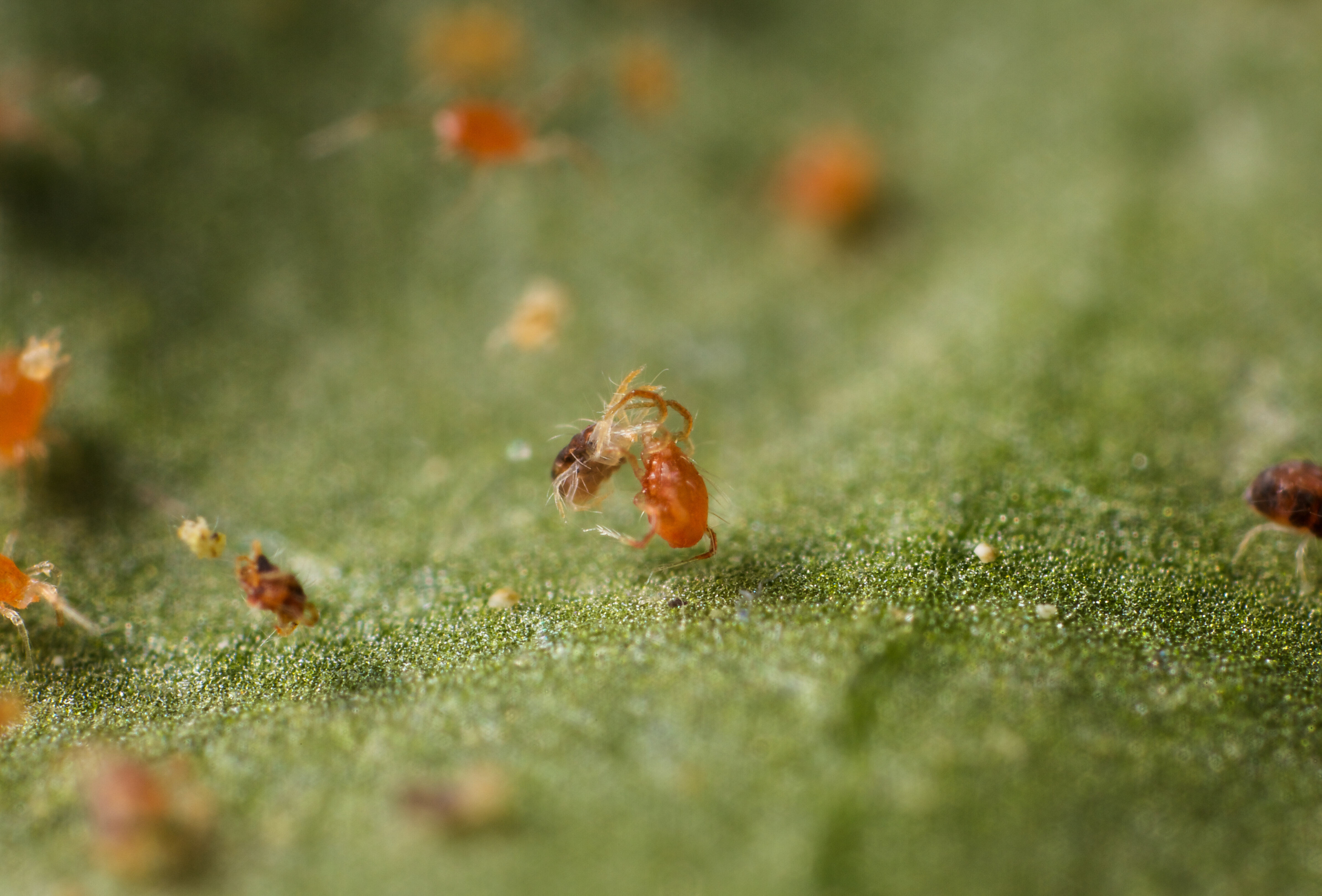 Spidex | Spider Mite Control | Predatory Mites (Phytoseiulus persimilis)
