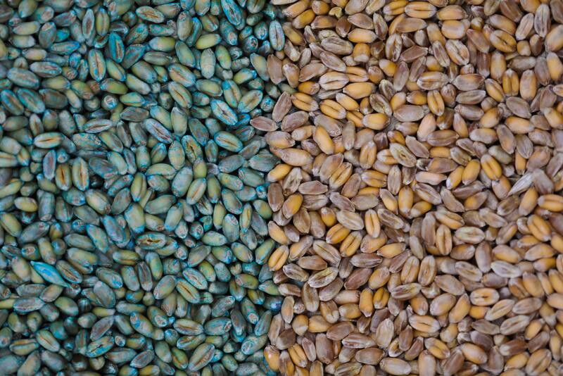Cerall: 100% biological seed treatment against fungal diseases ...