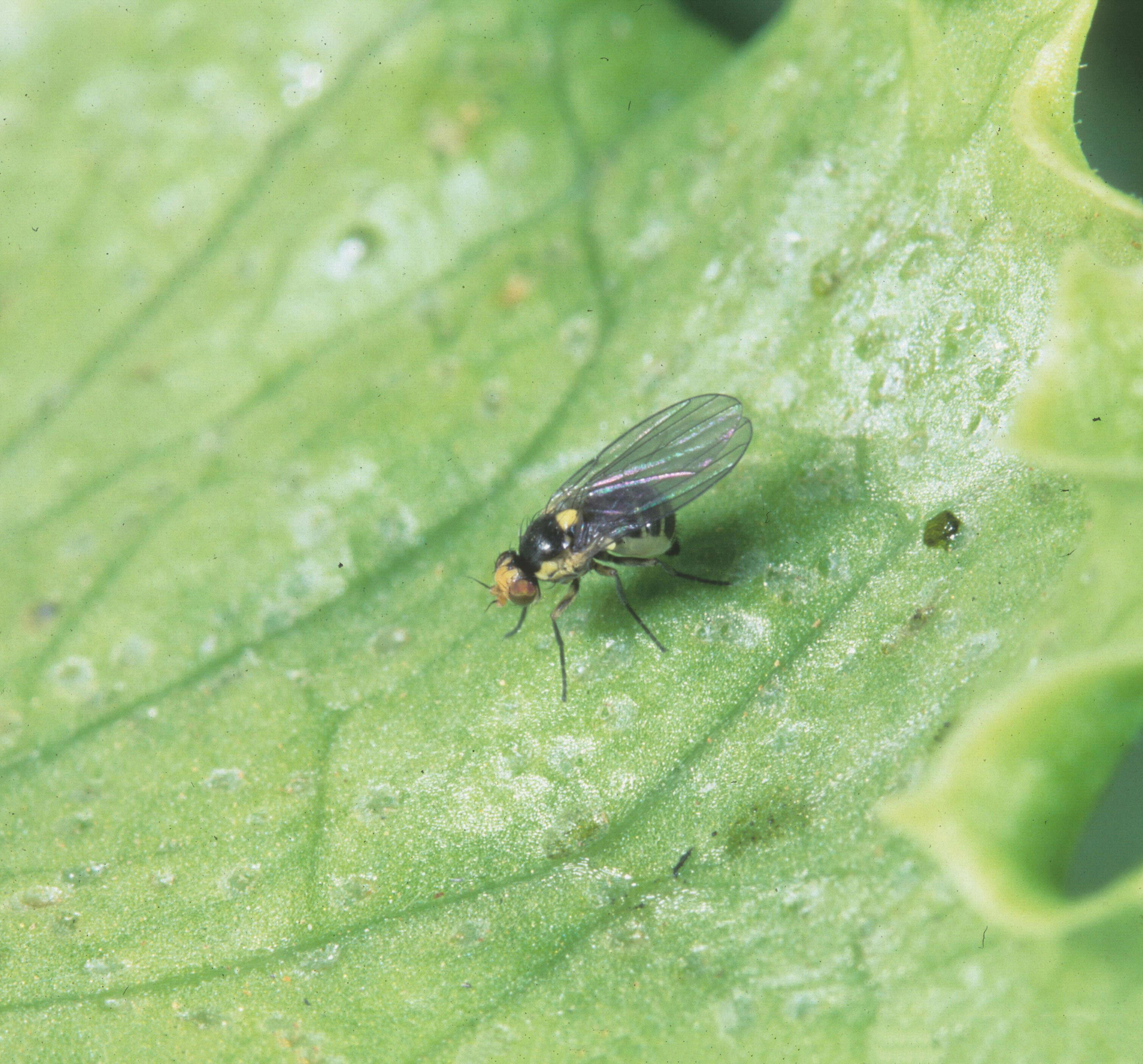 Leaf Miner Life Cycle Citrus Leafminer