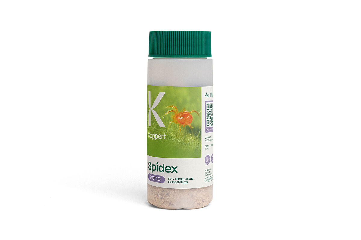 Spidex | Spider Mite Control | Predatory Mites (Phytoseiulus persimilis)