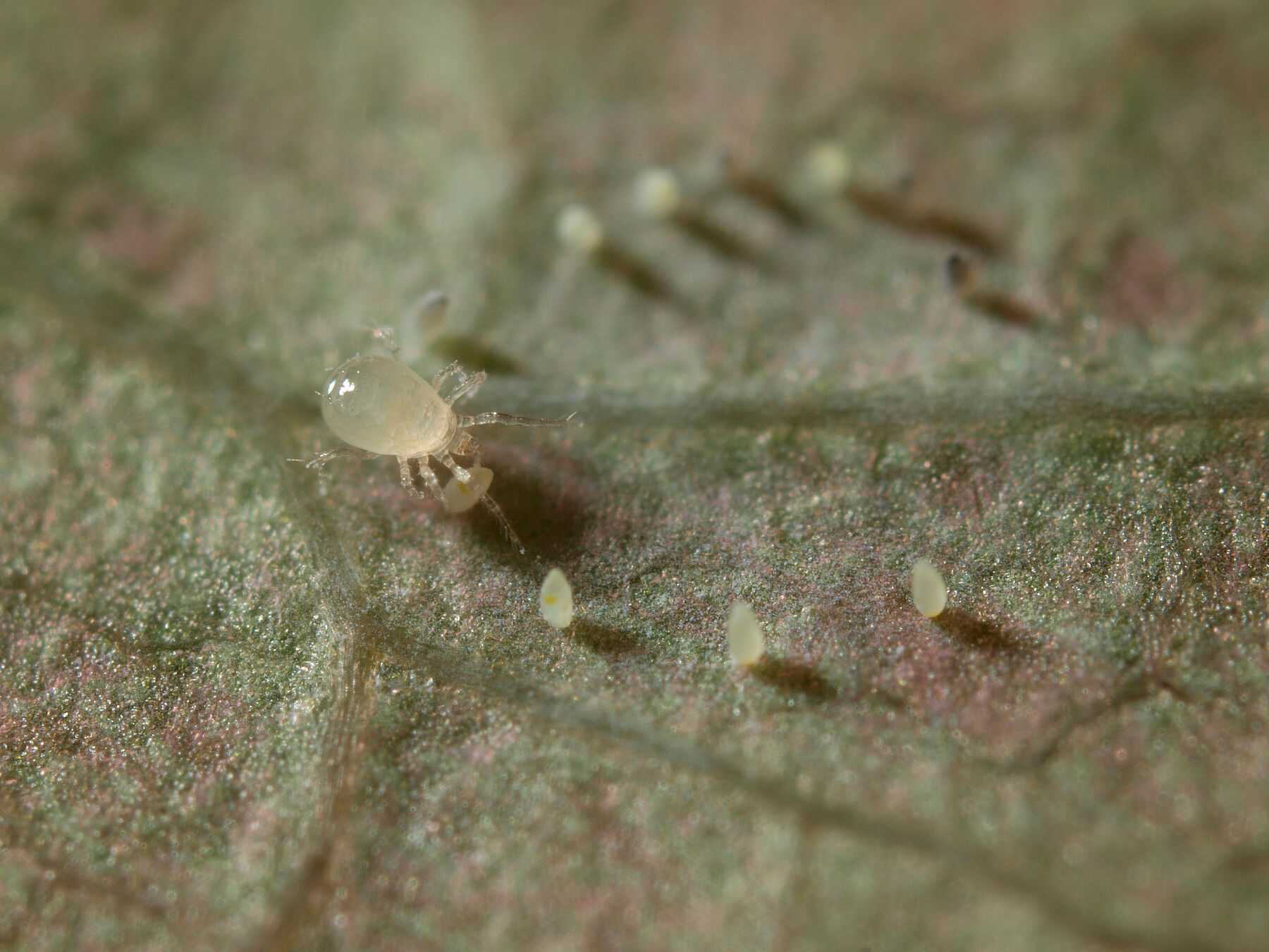 Effective whitefly control with predatory mites | Koppert Global