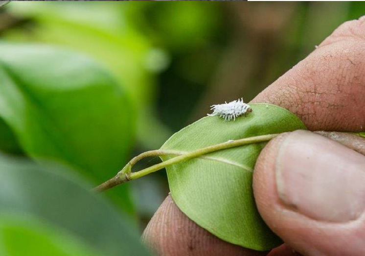 Koppert's Cryptobug-L replaces chemical treatment of mealybugs | Koppert Global