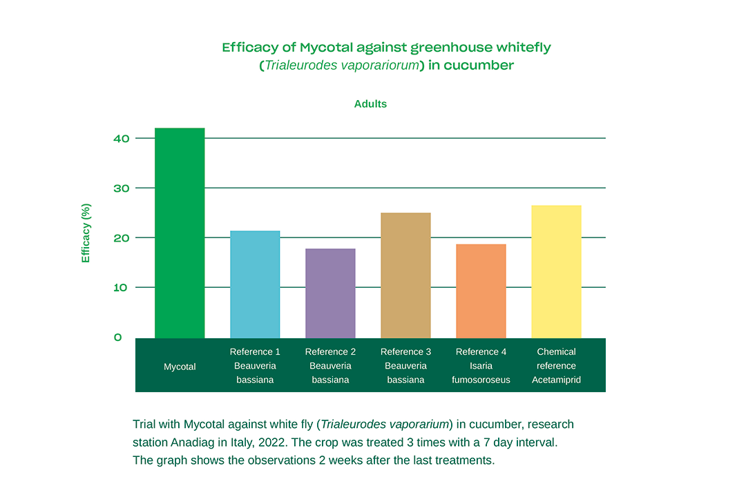 New generation Mycotal | Koppert Global
