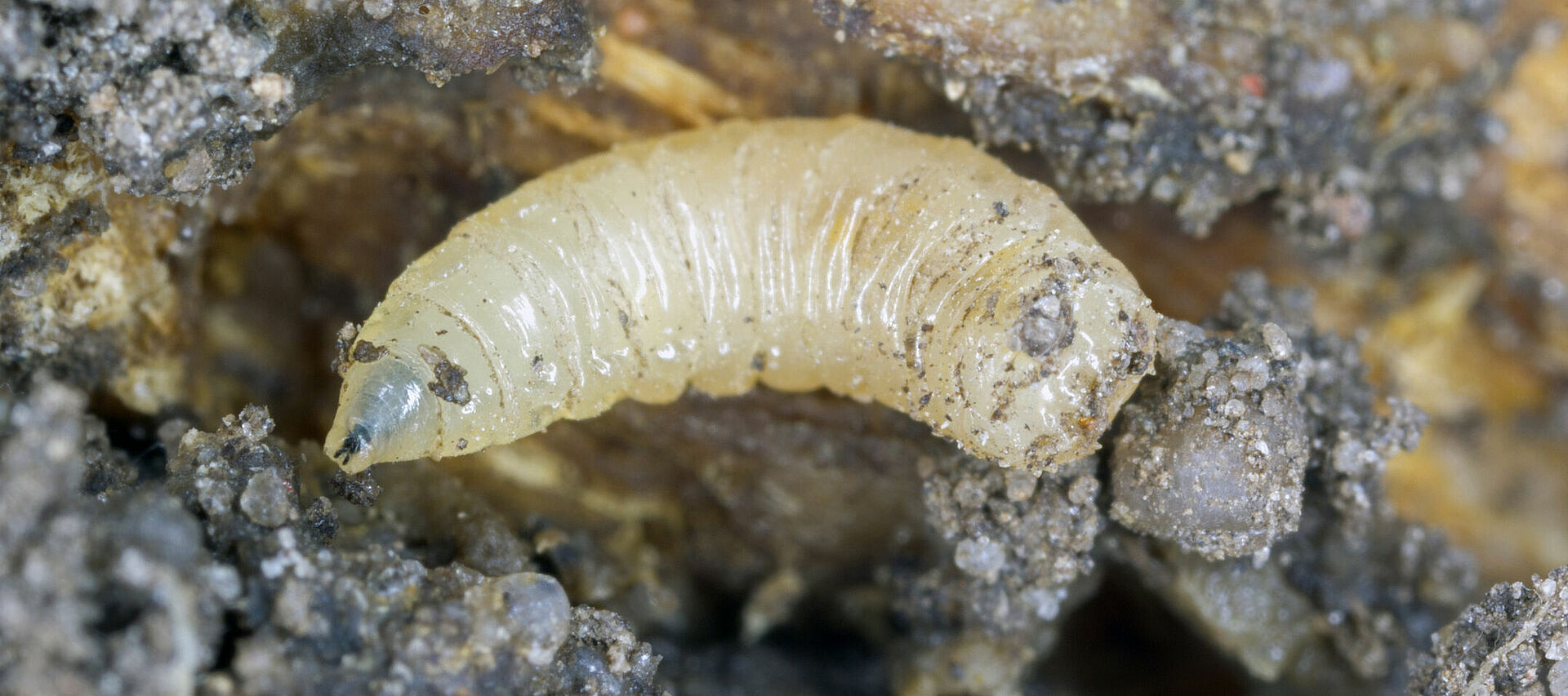 Bean Seed Fly (Delia platura) - Biocontrol, Damage and Identification