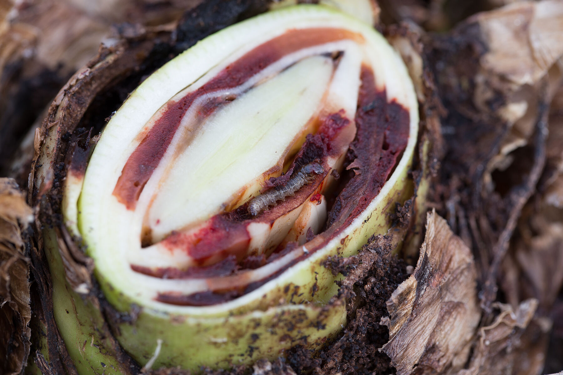 Banana moth - Biocontrol, Damage and Life Cycle