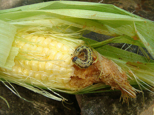 corn earworm pupate