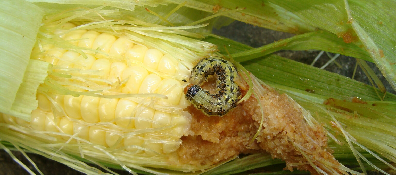 Corn earworm - Biocontrol, Damage and Life Cycle