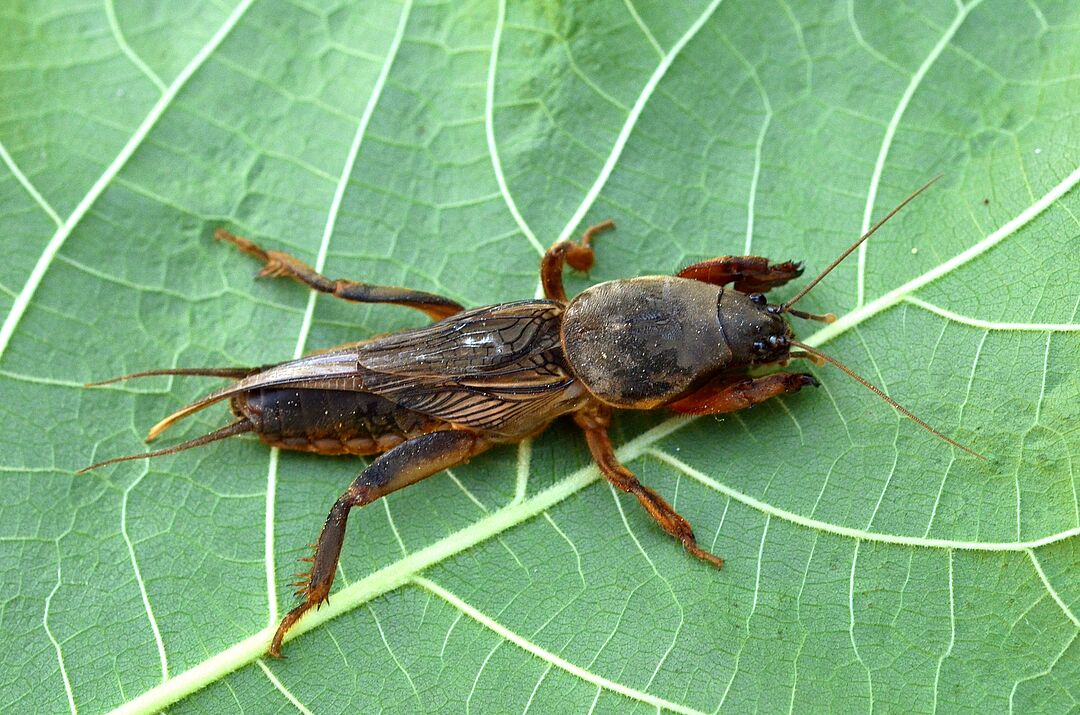 mole cricket information
