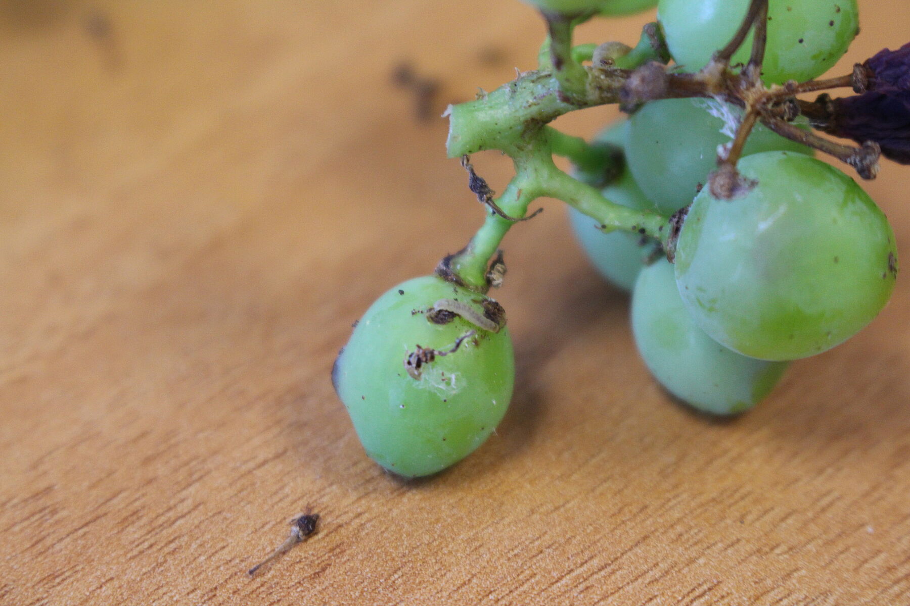 European vine moth - Biocontrol, Damage and Life Cycle