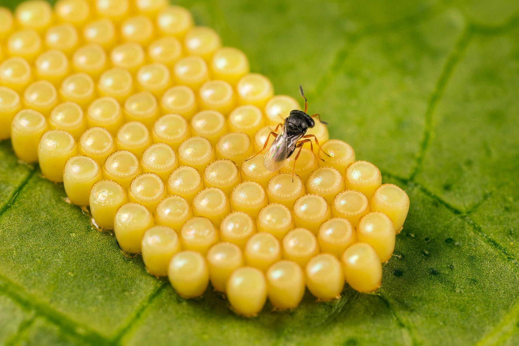 Integrated Pest Management - All about IPM