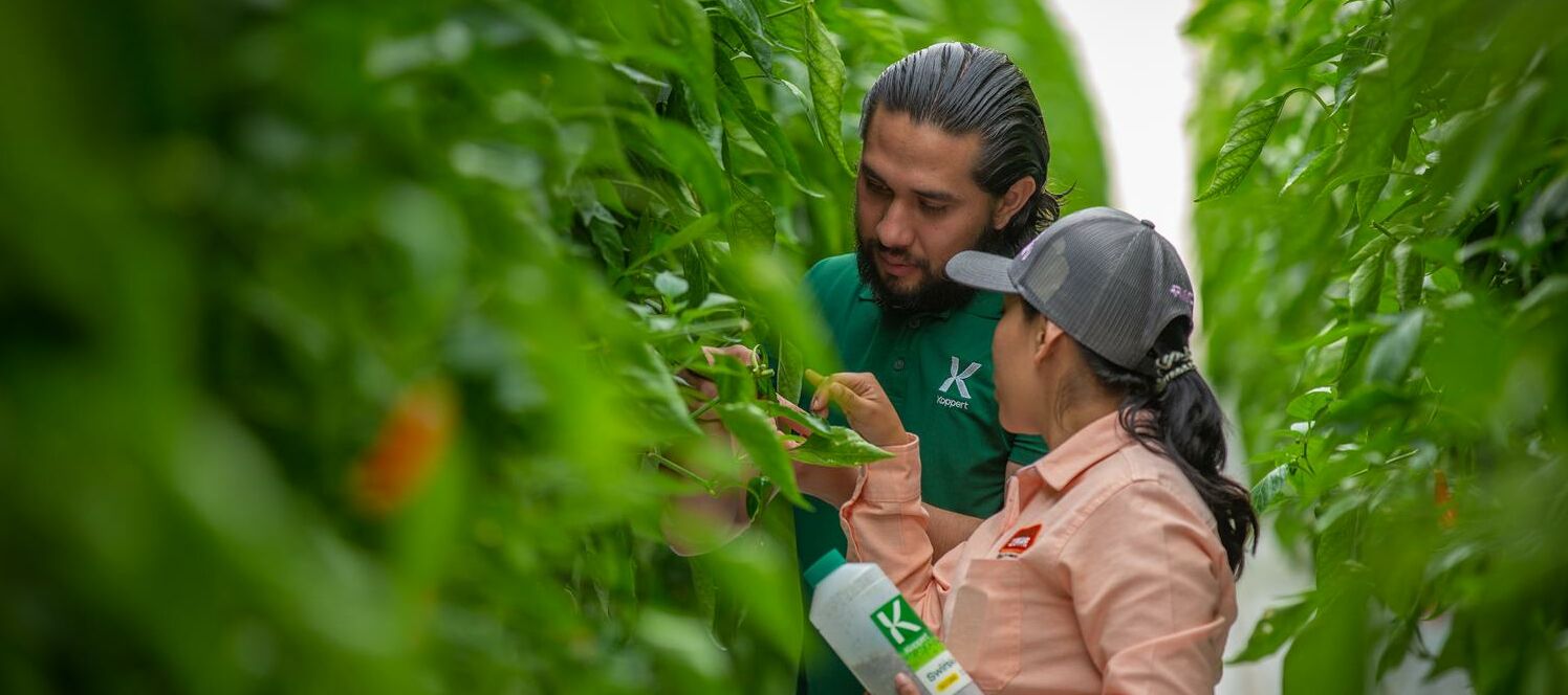 A step-by-step guide to whitefly control | Koppert Global