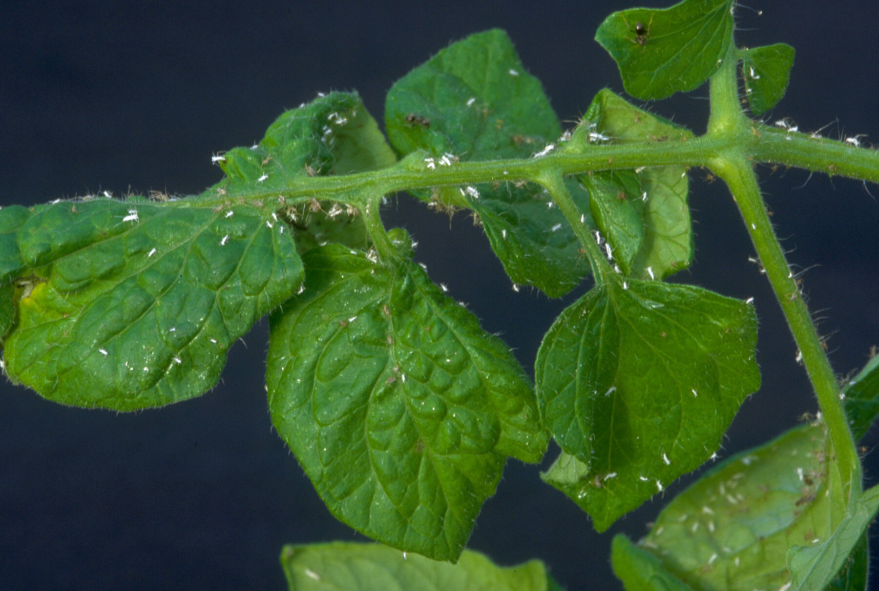 Potato aphid - Biocontrol, Damage and Life Cycle