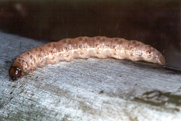 sugarcane stem borer control