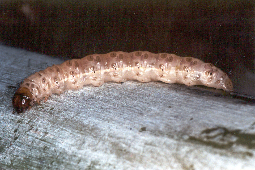 sugarcane stem borer life cycle