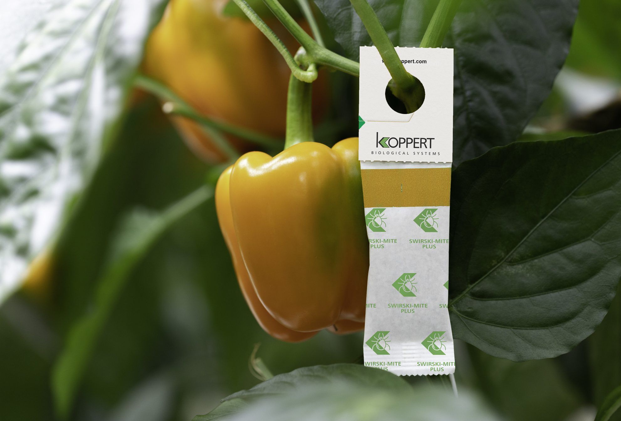 Swirski-Mite Plus, now in even better shape | Koppert Global