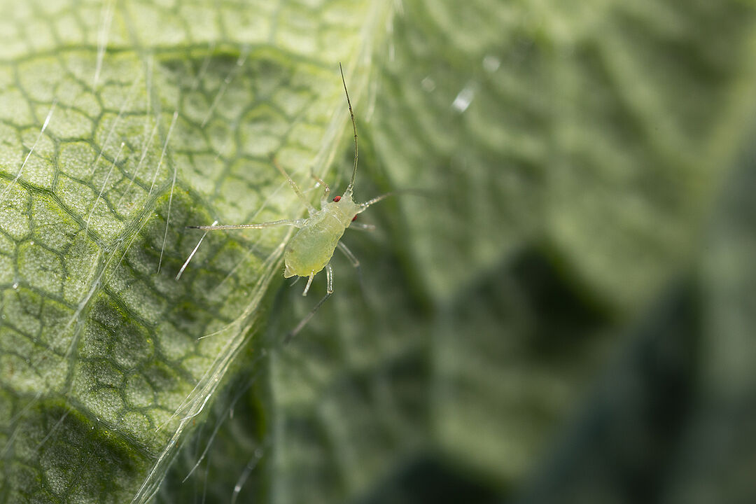 geranium leaf pests