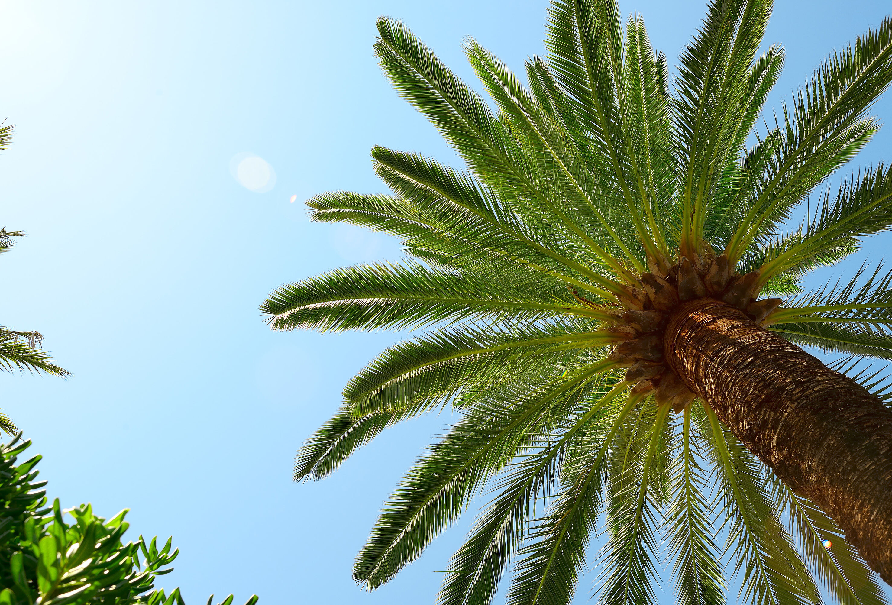 Palm tree | Koppert Global
