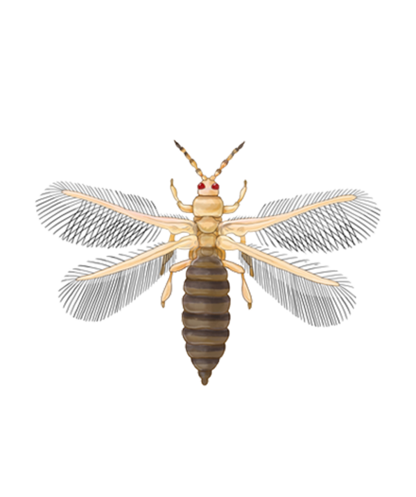 western flower thrip