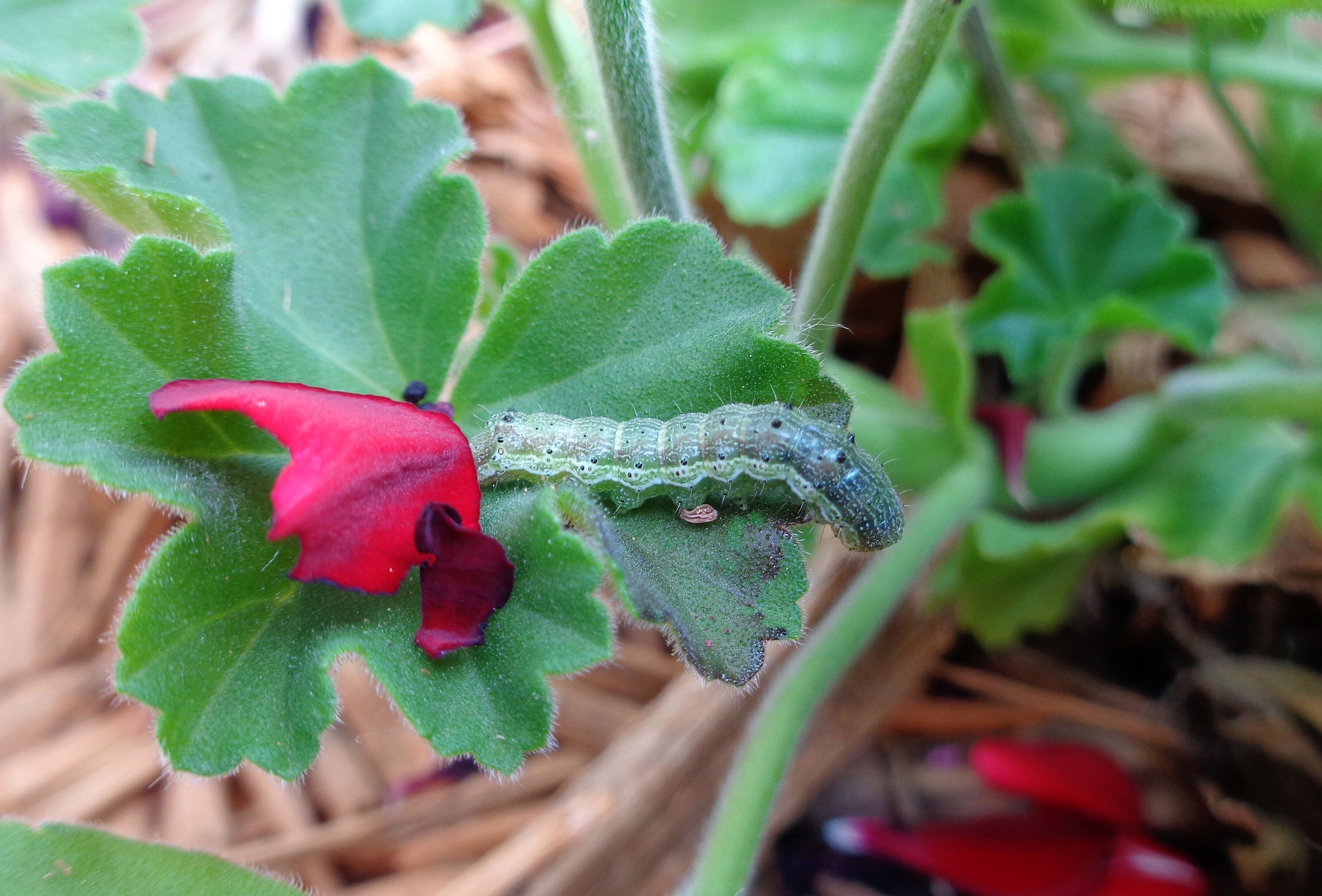 Tobacco budworm - Biocontrol, Damage and Life Cycle