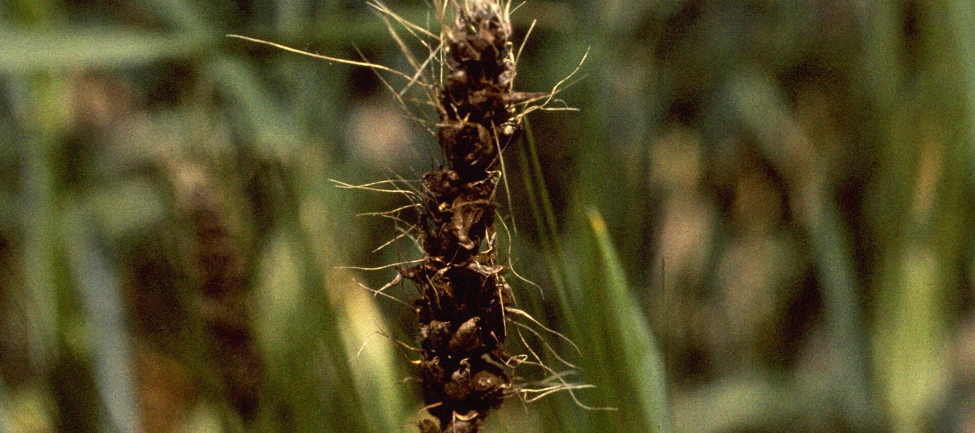 Loose smut of wheat - Prevention, Control and Damage