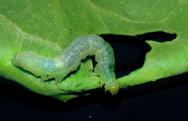 Silver Moth Butterfly, Moth, And Caterpillar Photographs From New