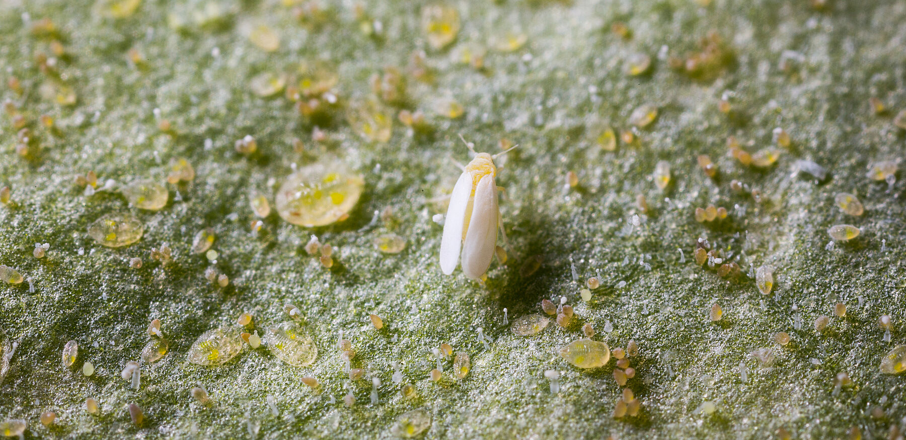 A step-by-step guide to whitefly control | Koppert Global