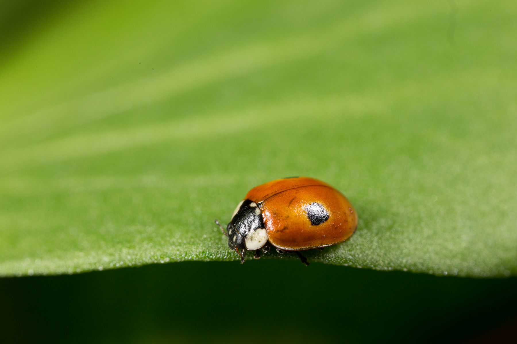 Adalia bipunctata - Predatory Beetle for Aphid Control