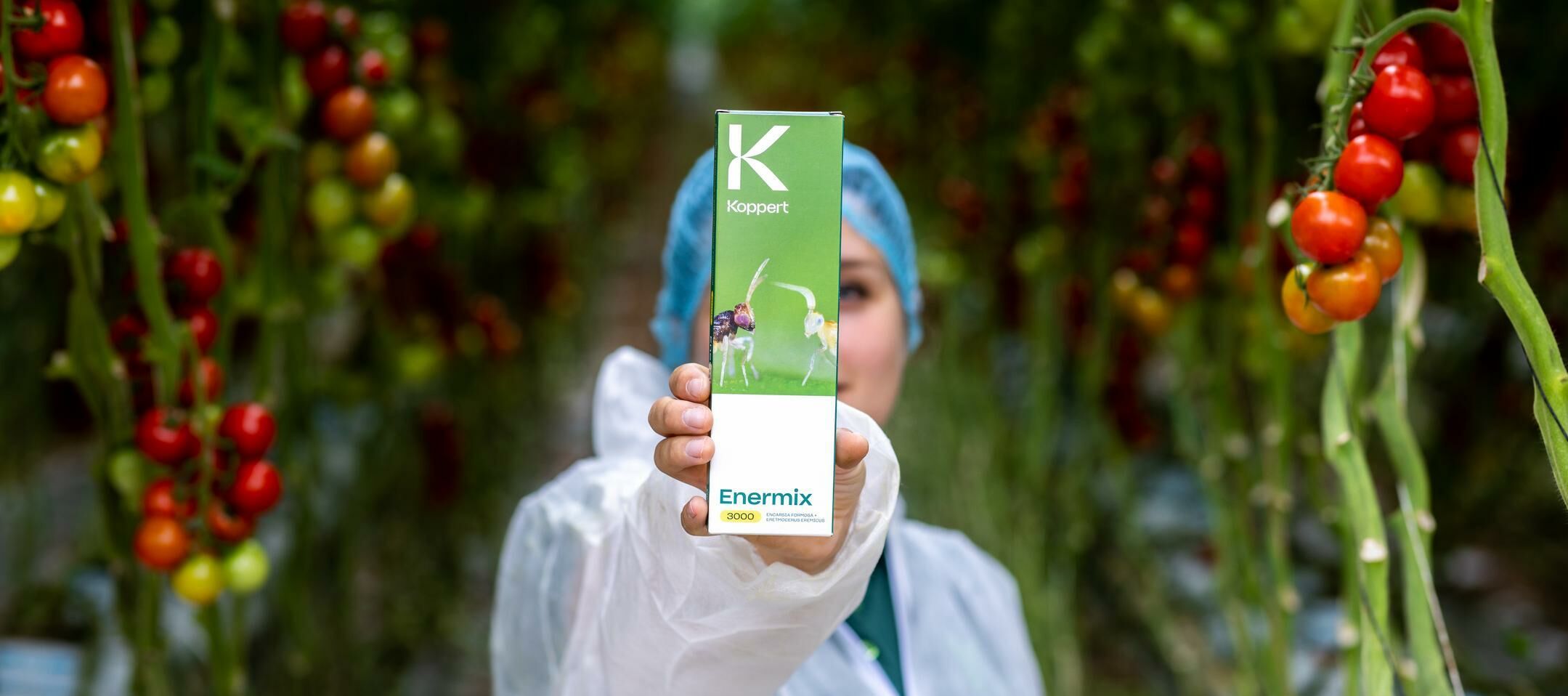 Effective Whitefly Control Using Parasitic Wasps - Commercial Growers