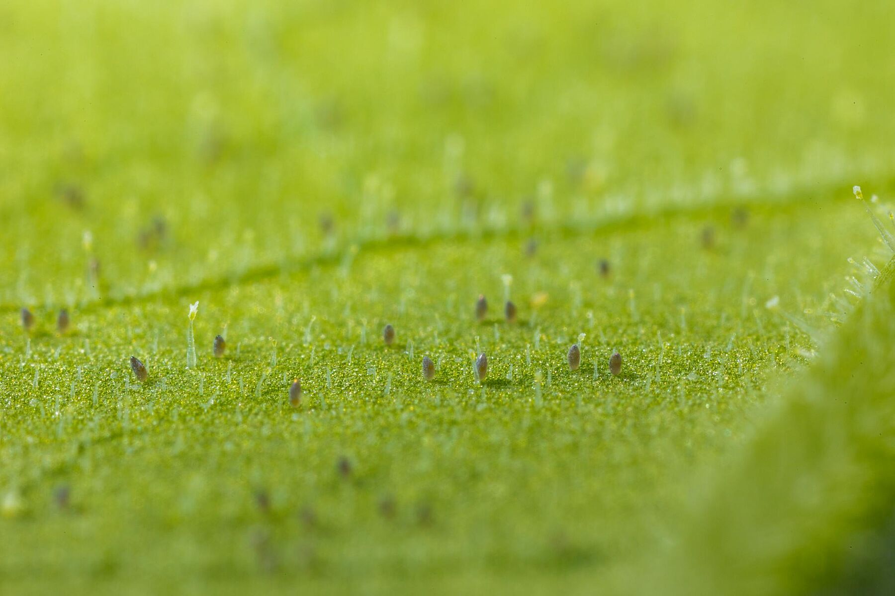 A step-by-step guide to whitefly control | Koppert Global