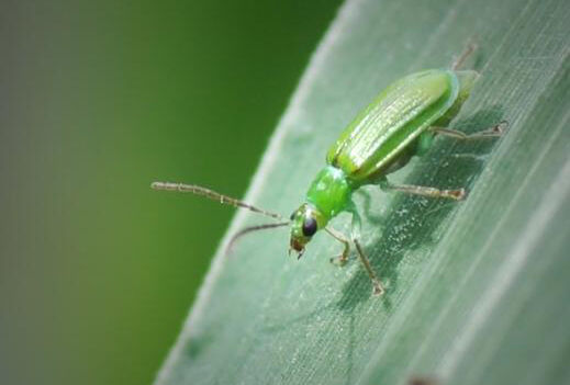 Northern corn rootworm - Biocontrol, Damage and Life Cycle