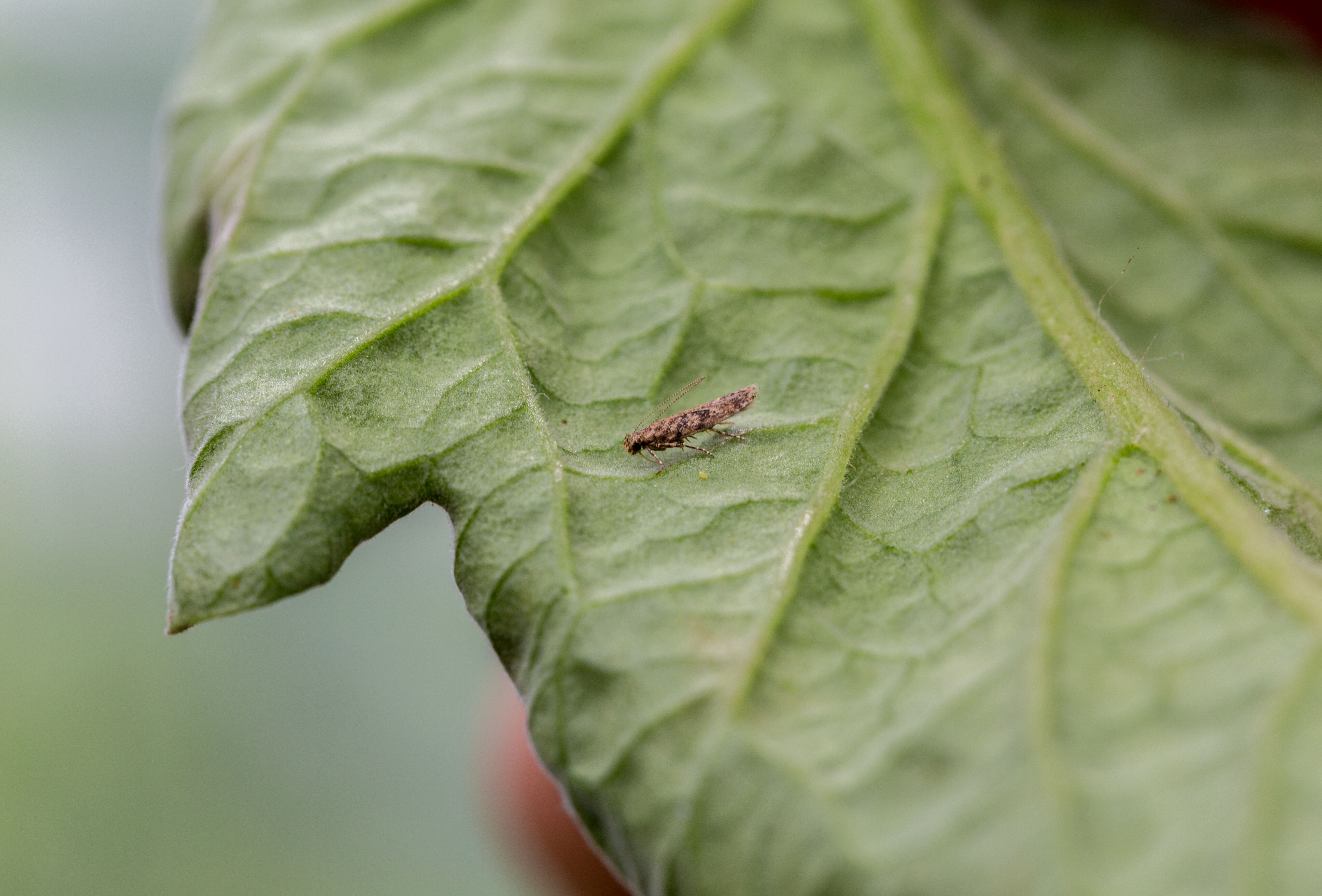 Tomato leafminer - Biocontrol, Damage and Life Cycle