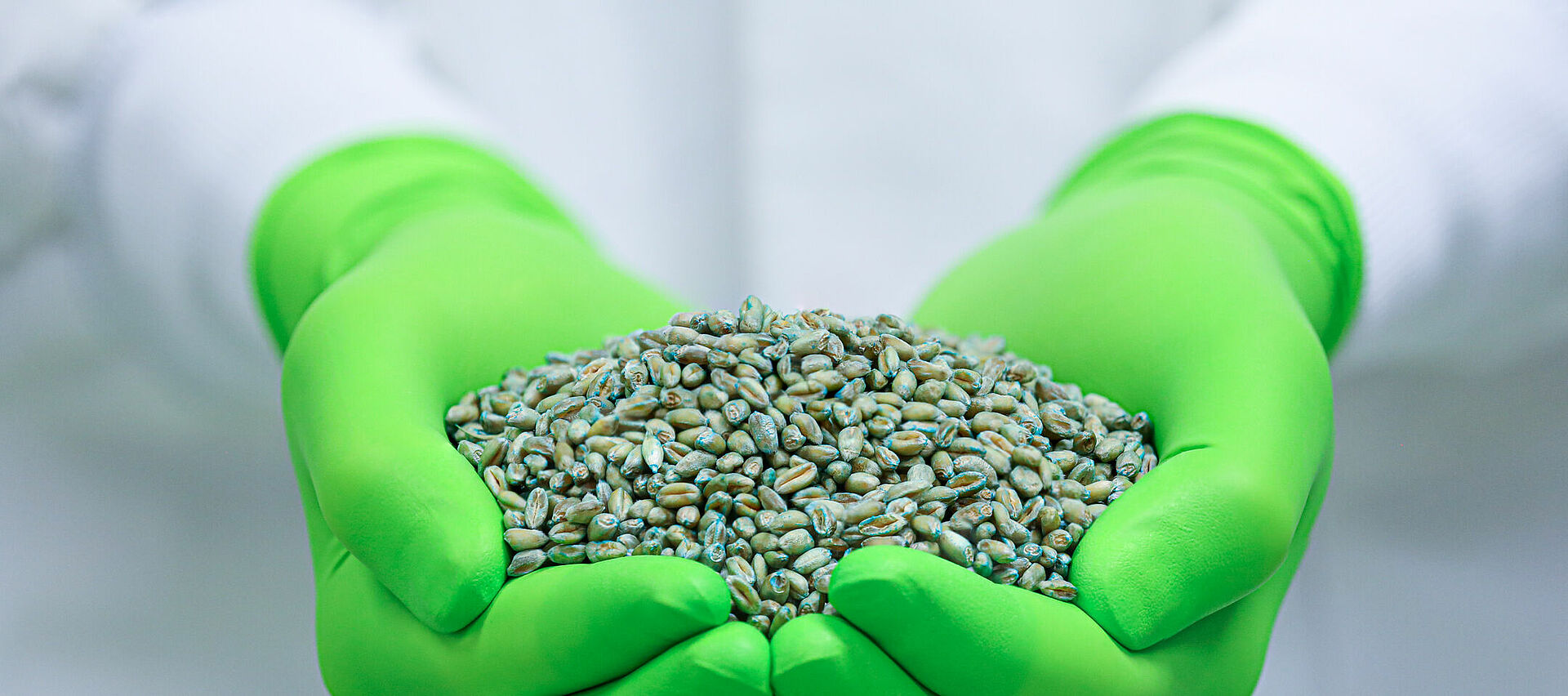 Pseudomonas chlororaphis |Control Seed Borne Fungal Diseases