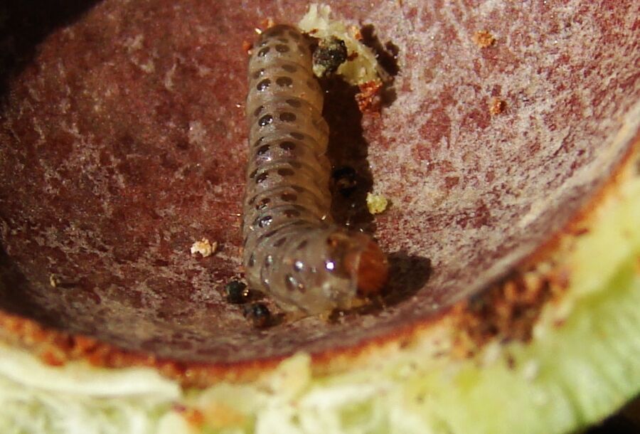 Macadamia nut borer - Biocontrol, Damage and Life Cycle