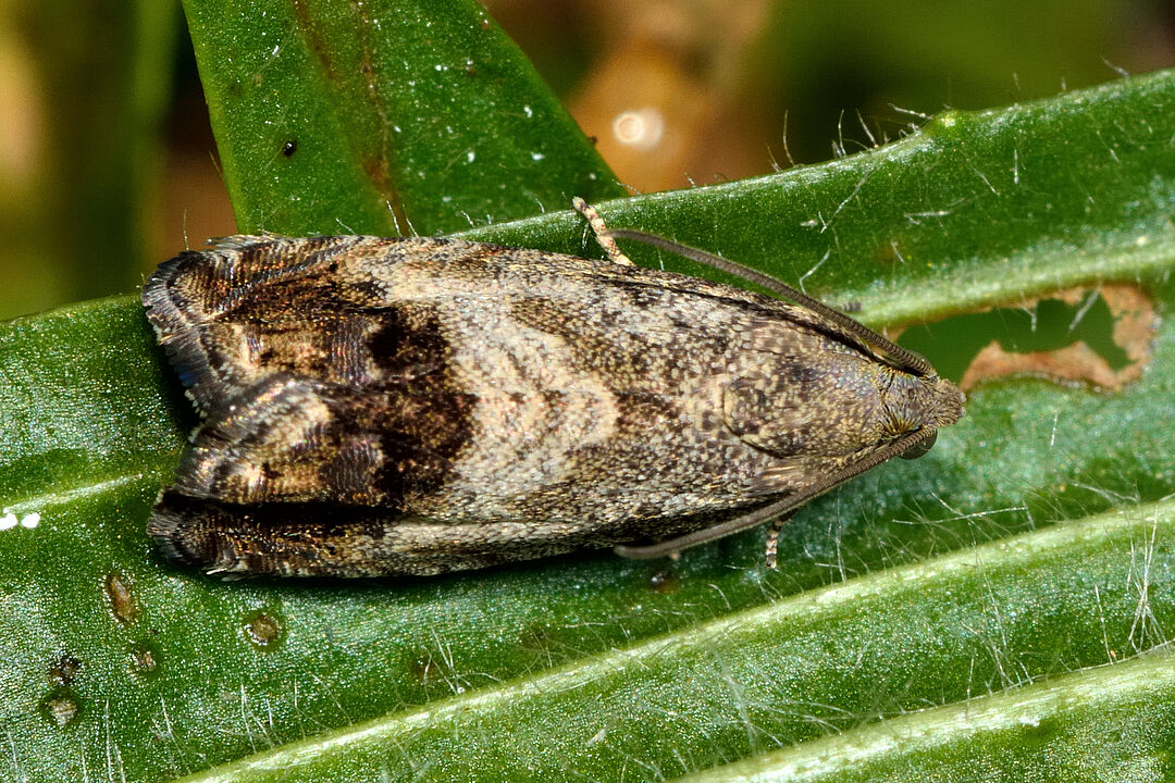 chestnut tortrix