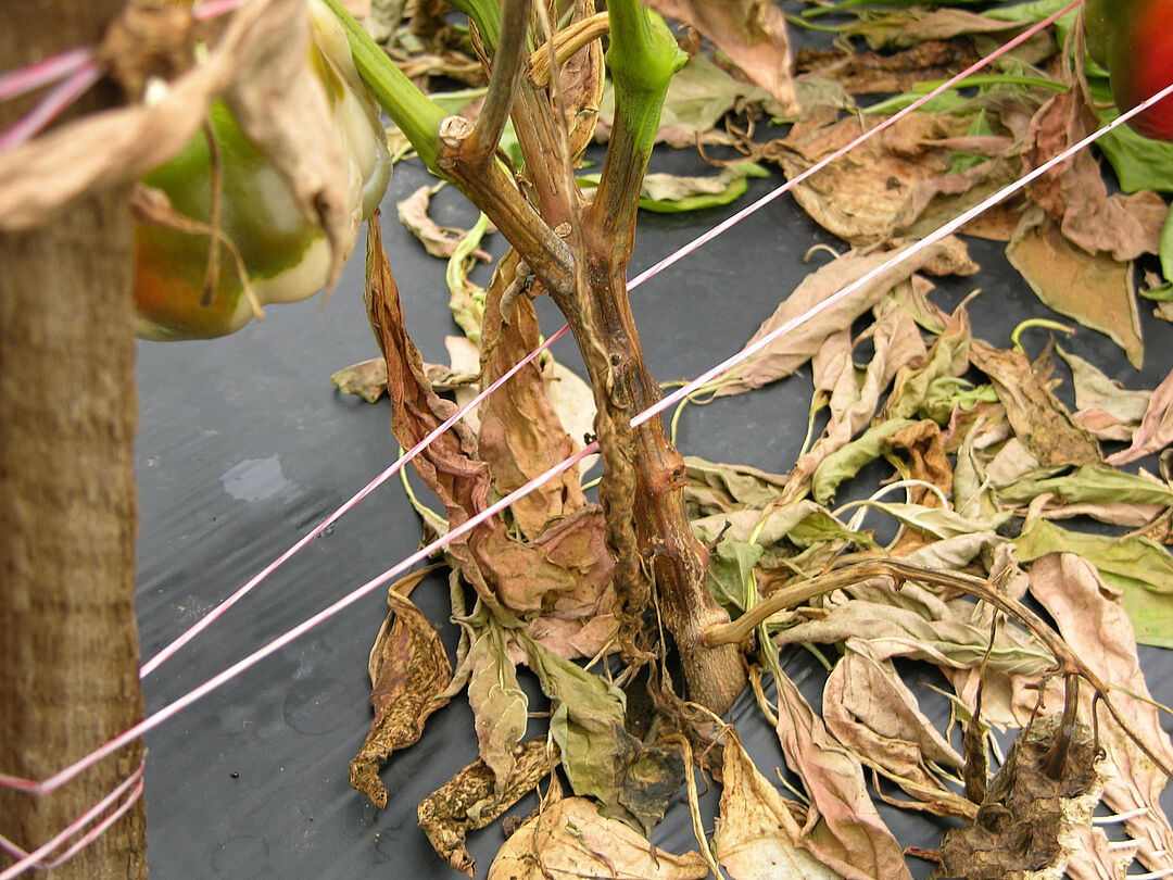 phytophthora blight pepper