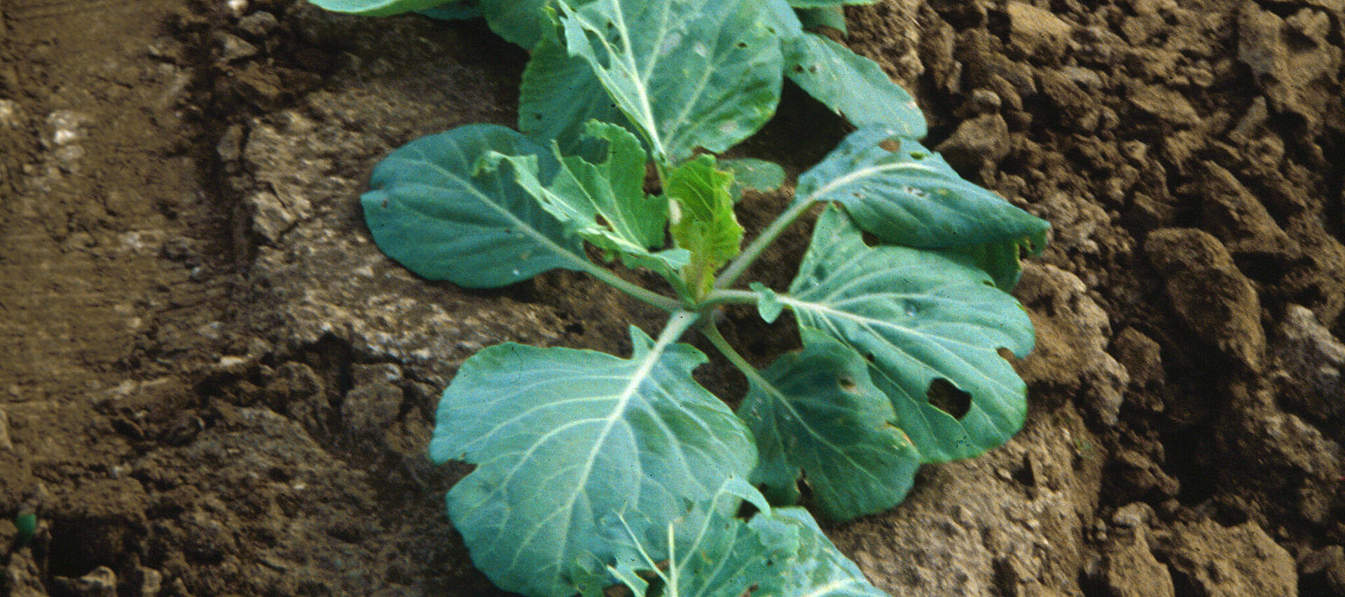 Cabbage looper - Biocontrol, Damage and Life Cycle