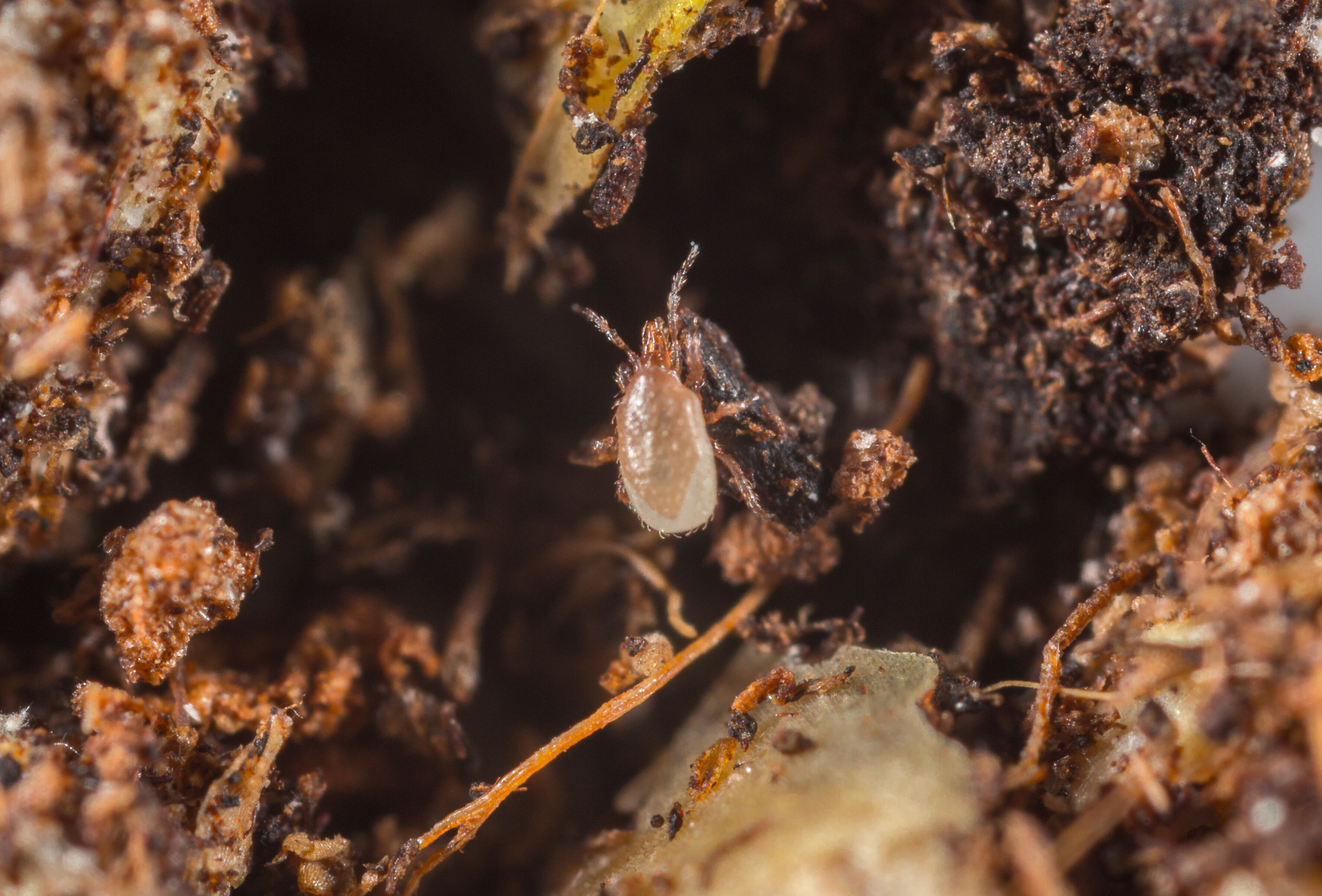 Stratiolaelaps scimitus (Hypoaspis miles) - Predatory Mite for Pest Control