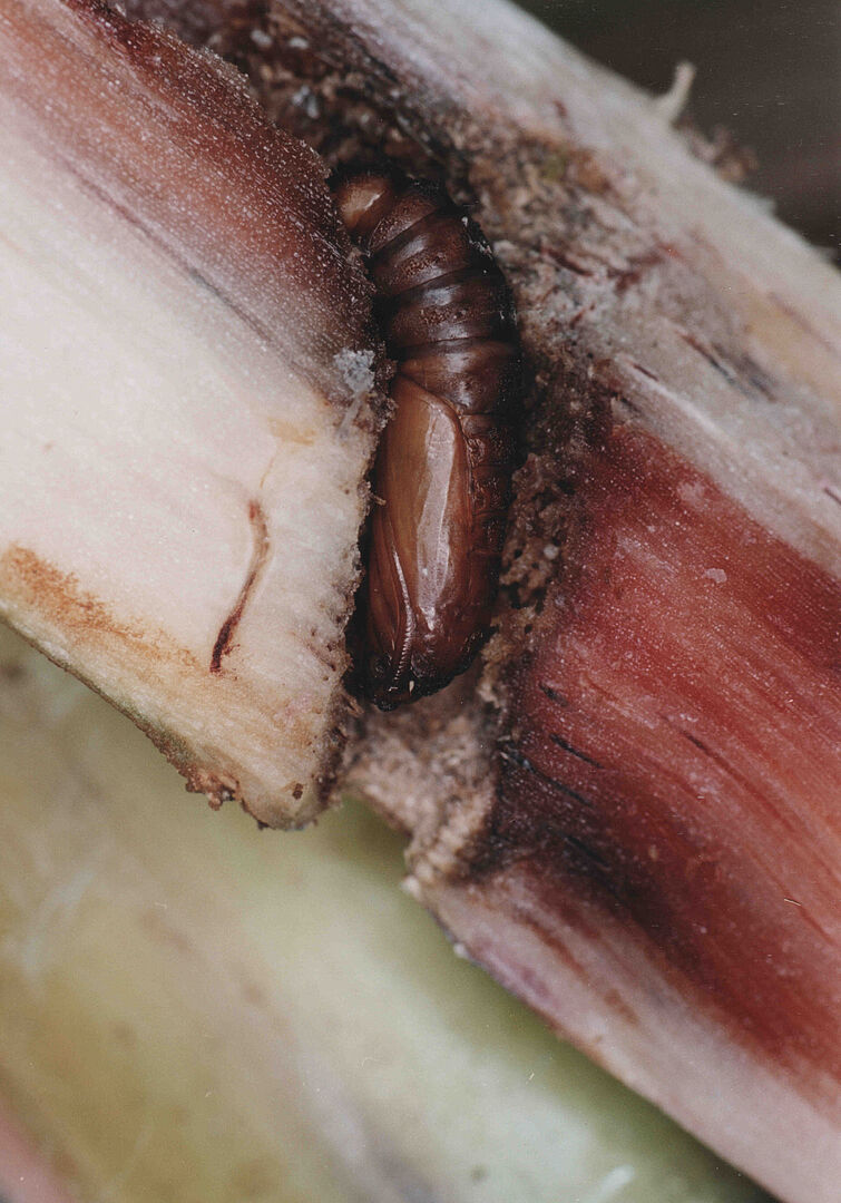 sugarcane stem borer life cycle