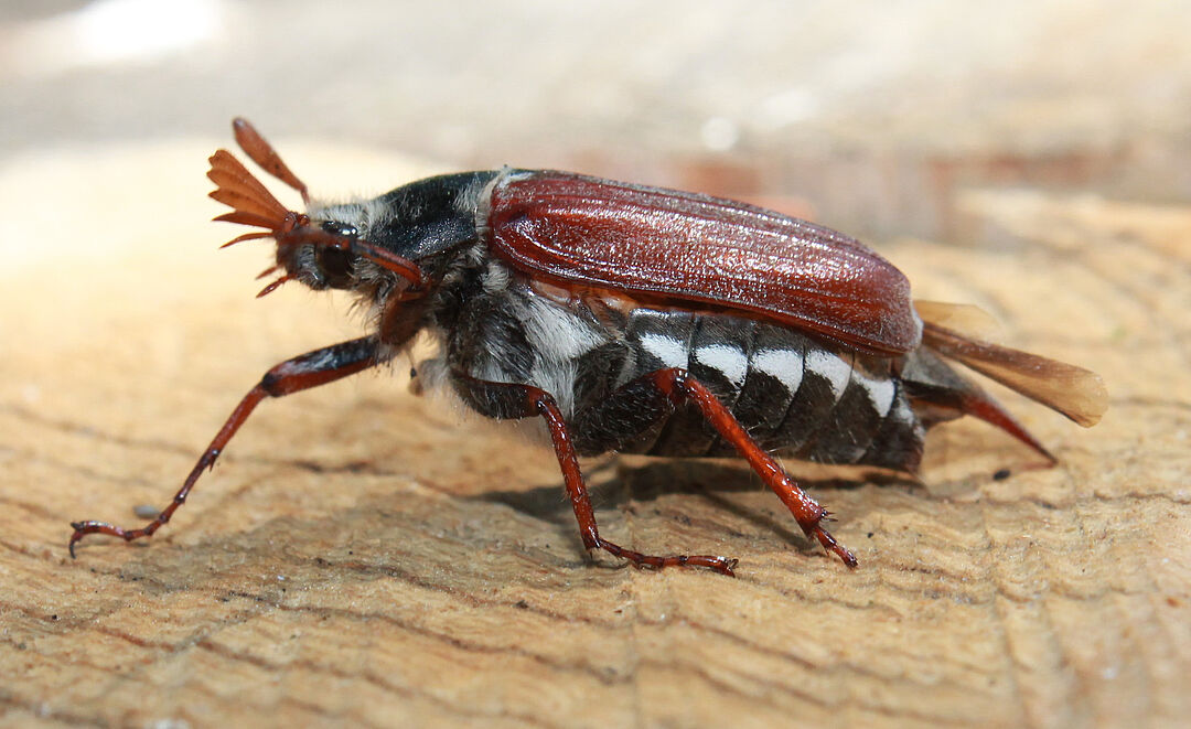 common cockchafer