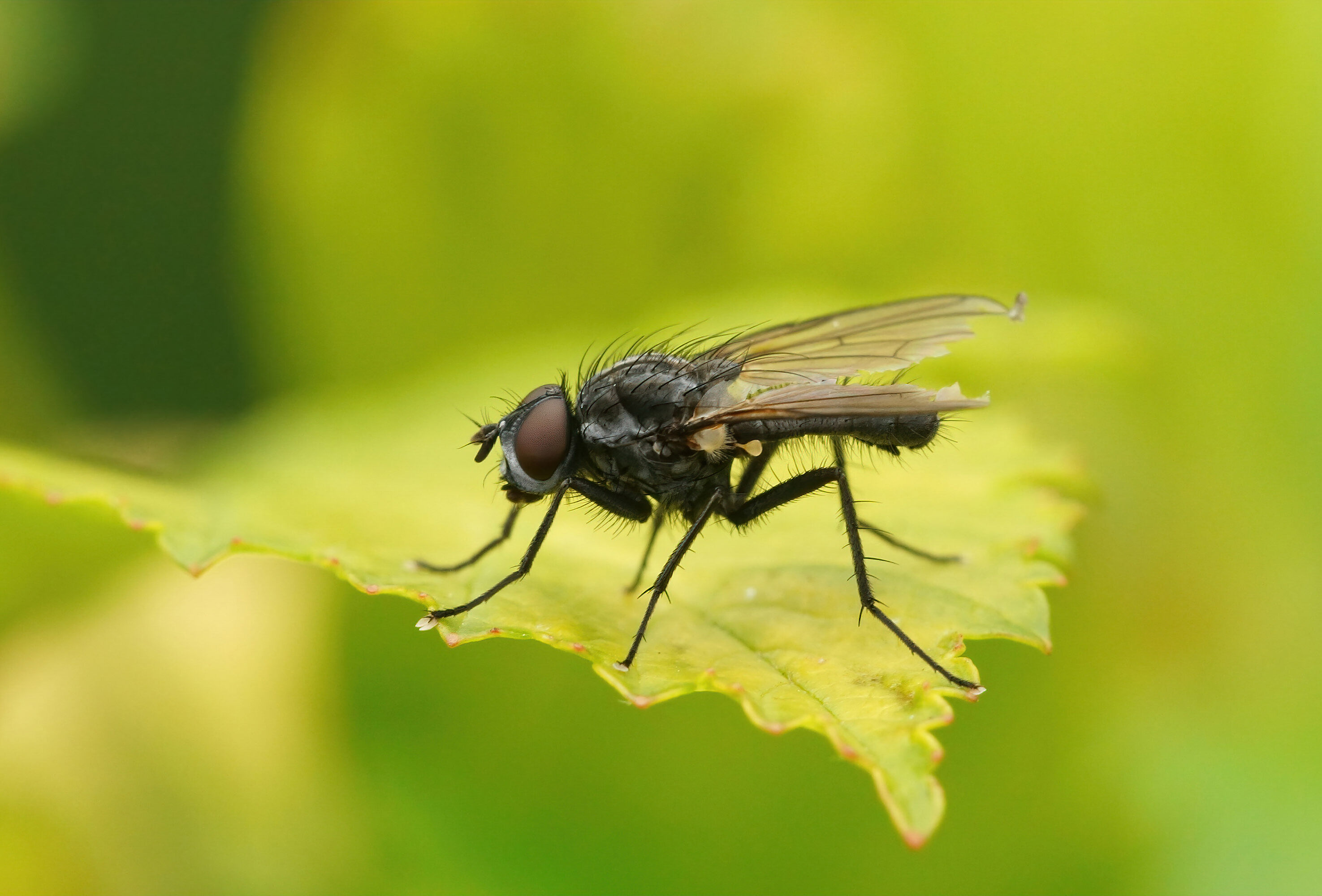 Bean Seed Fly (Delia platura) - Biocontrol, Damage and Identification