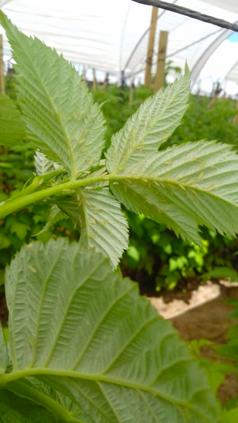 Potato aphid - Biocontrol, Damage and Life Cycle