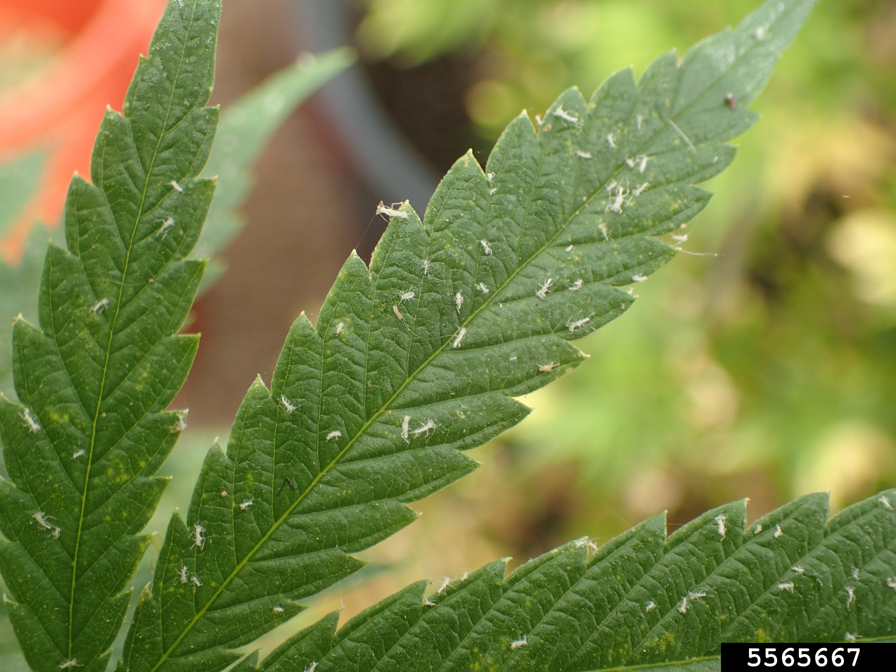 Cannabis aphid - Biocontrol, Damage and Life Cycle