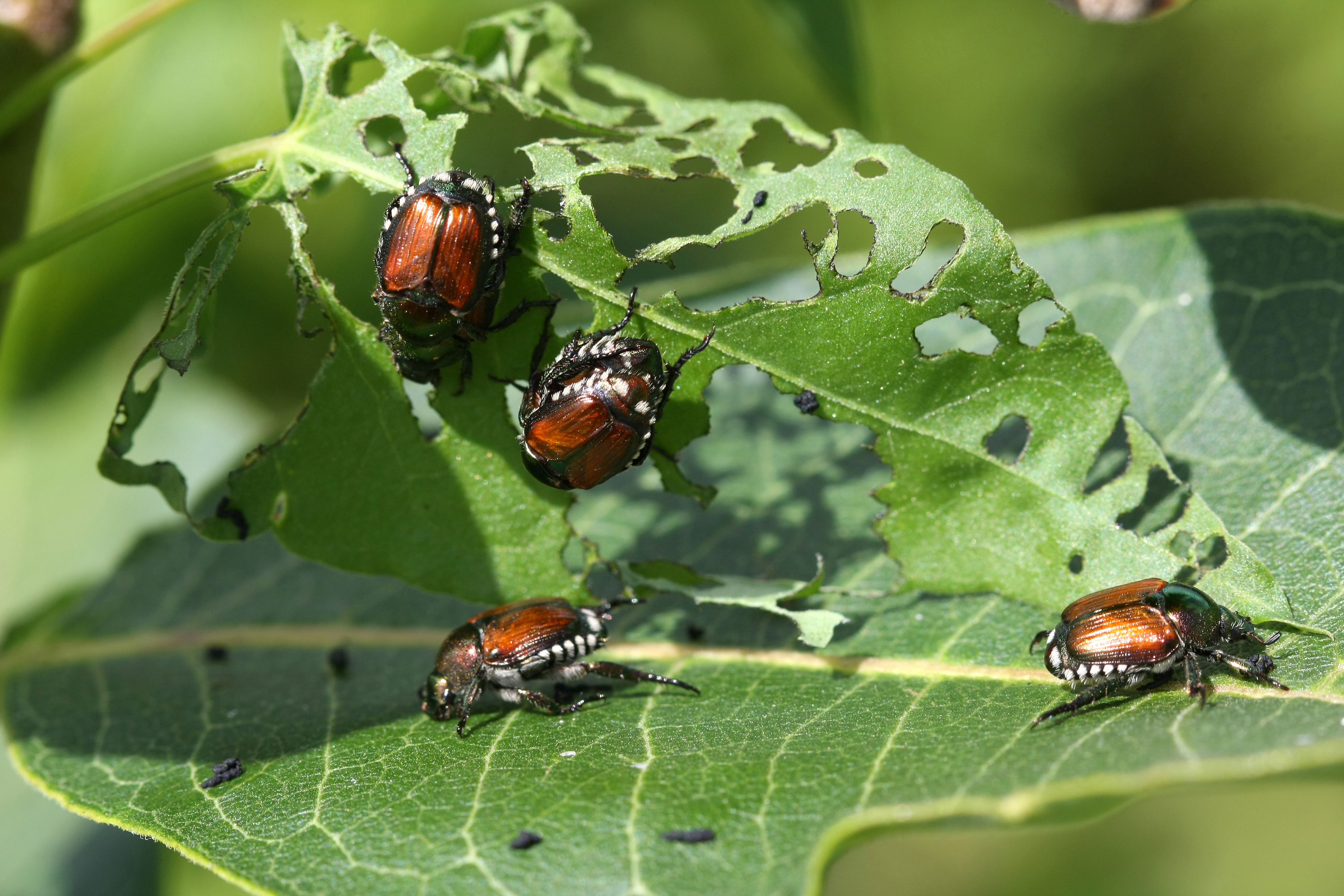 Beetles - Biocontrol, Damage and Life Cycle