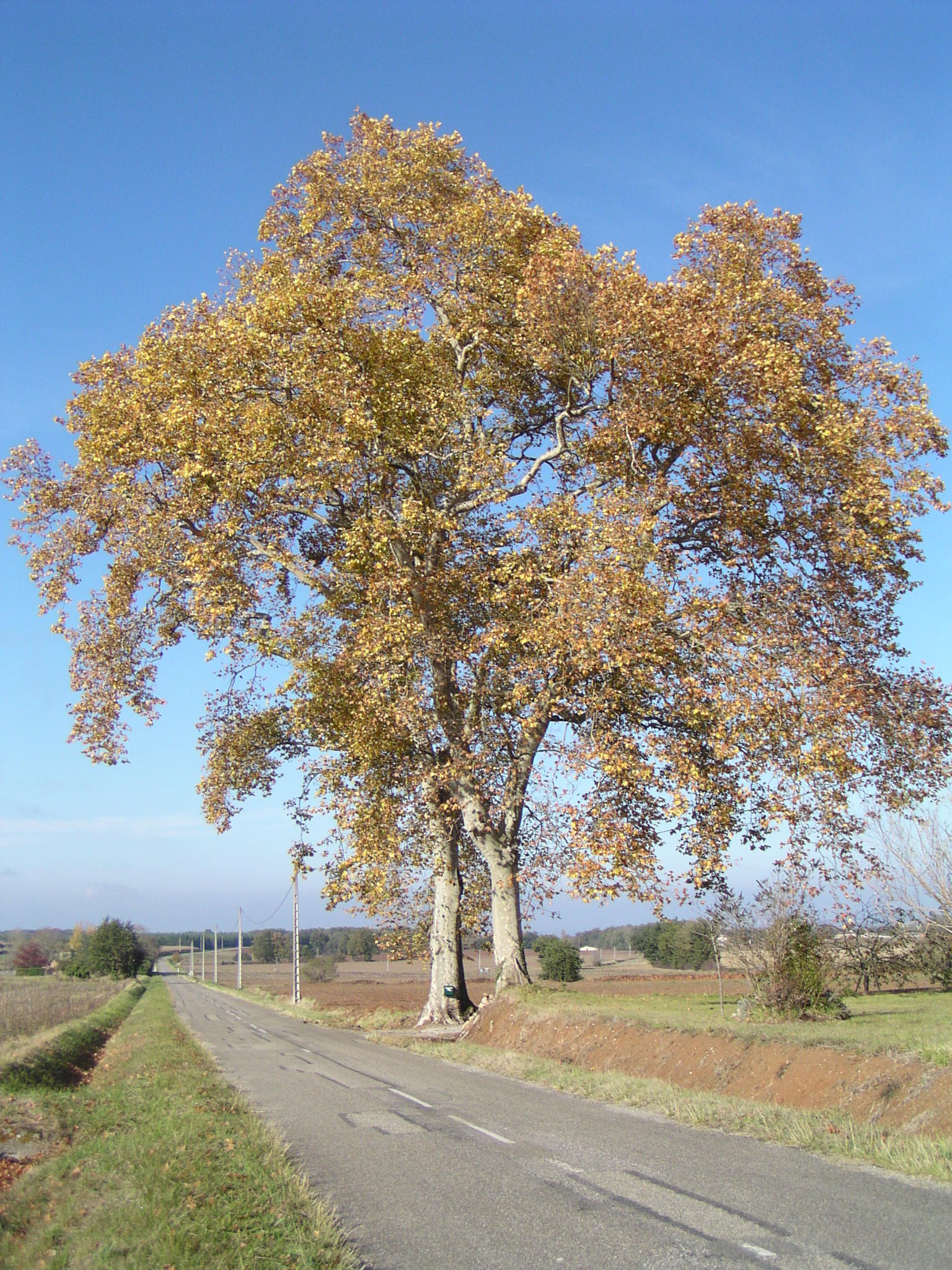 Sycamore lace bug - Biocontrol, Damage and Life Cycle