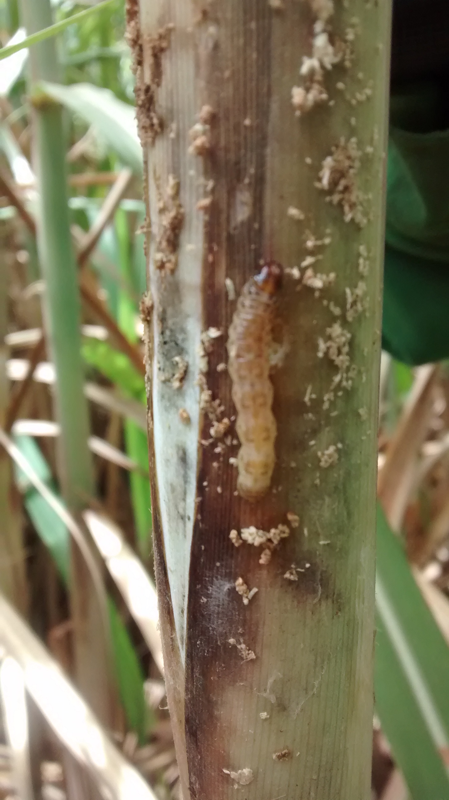 Sugarcane stalk borer - Biocontrol, Damage and Life Cycle