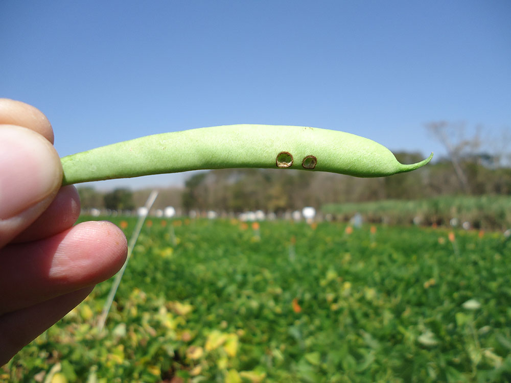 Cotton bollworm - Biocontrol, Damage and Life Cycle