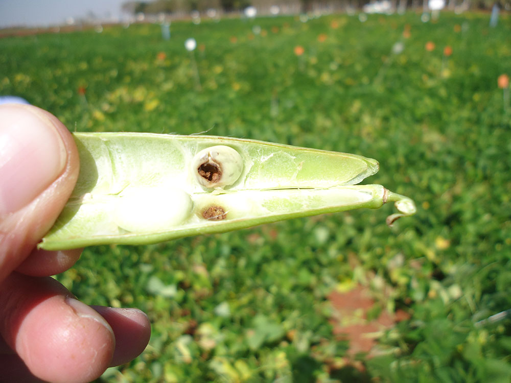 Cotton bollworm - Biocontrol, Damage and Life Cycle