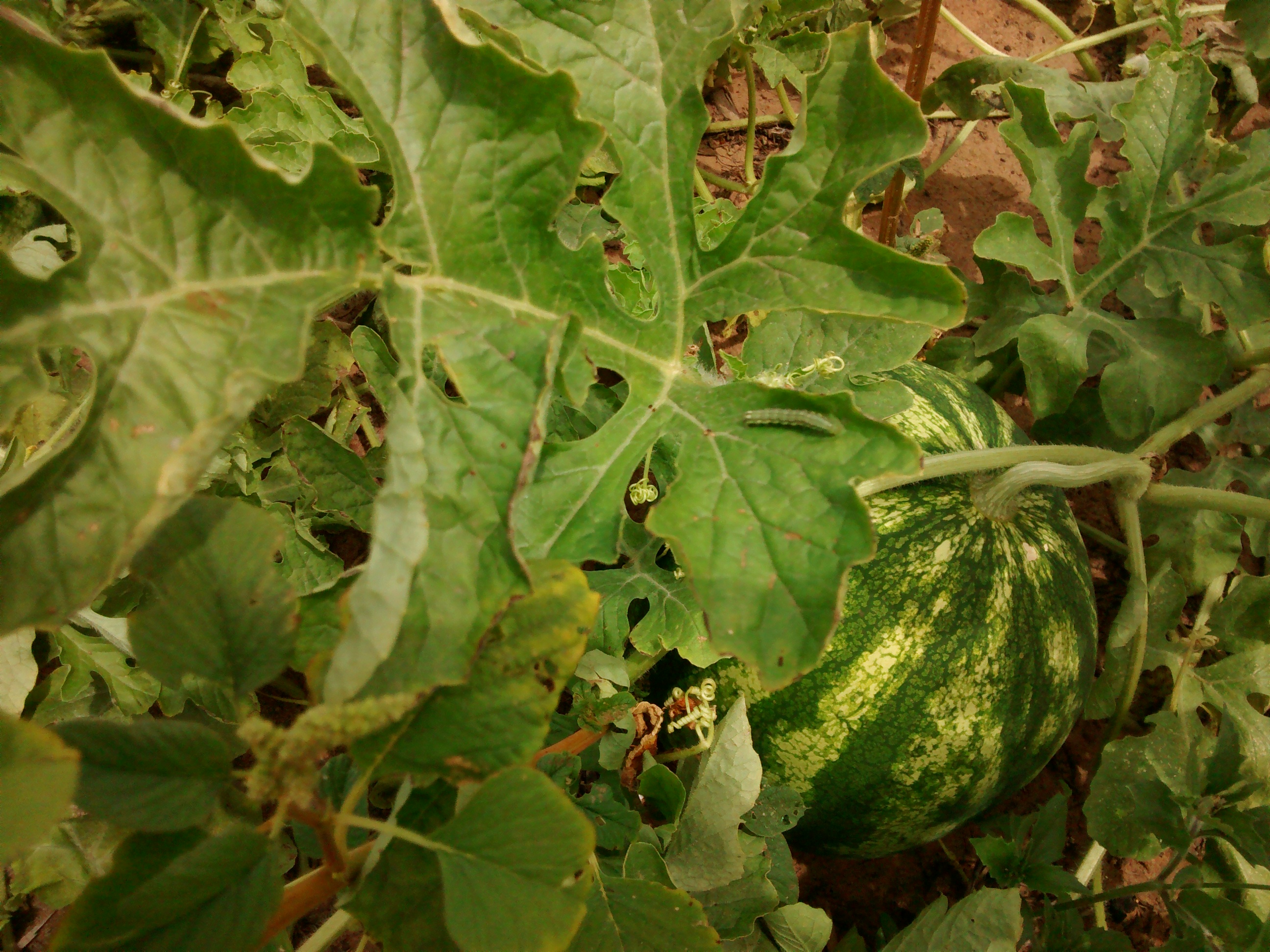 Cotton bollworm - Biocontrol, Damage and Life Cycle