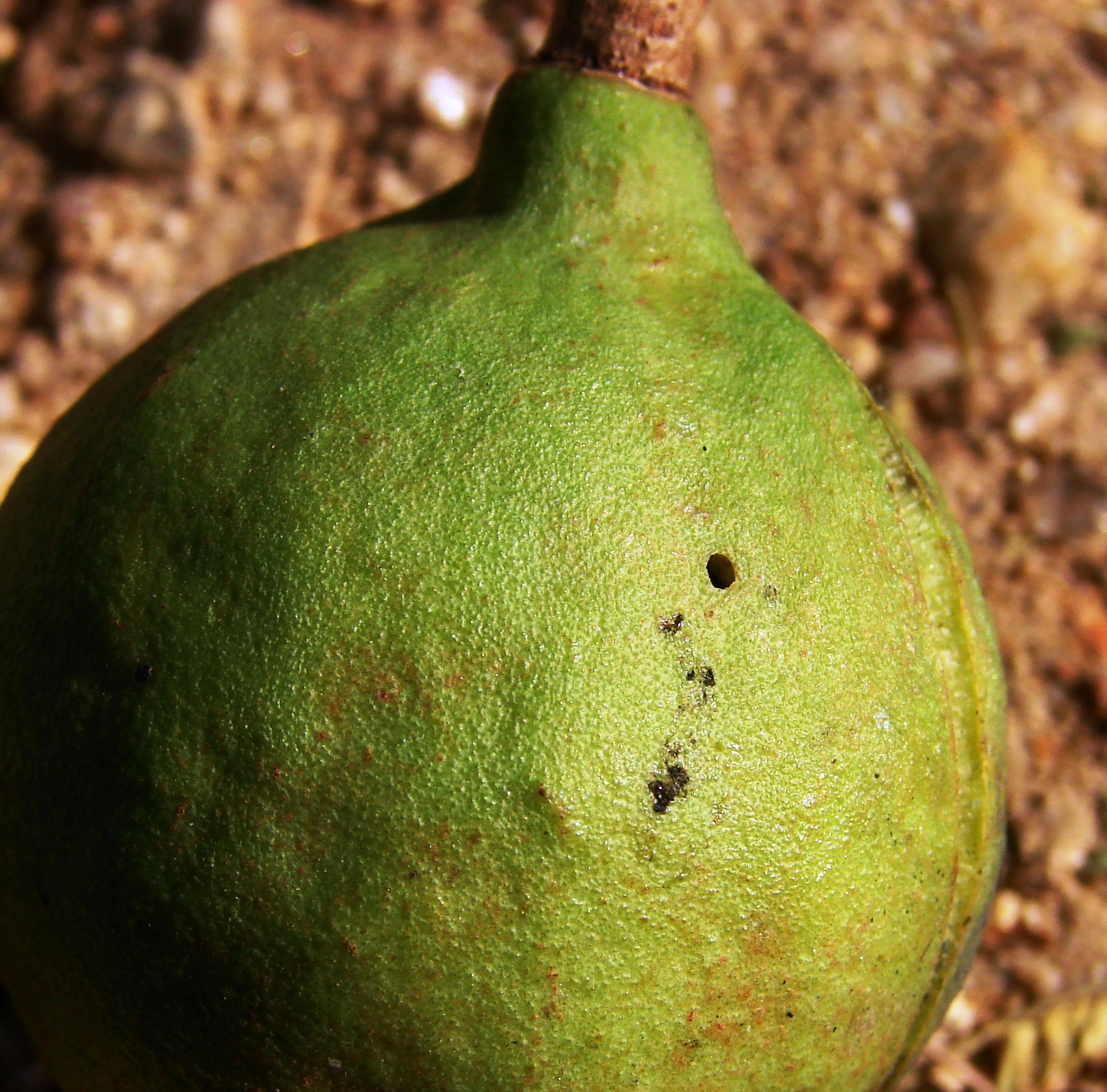 Macadamia nut borer - Biocontrol, Damage and Life Cycle