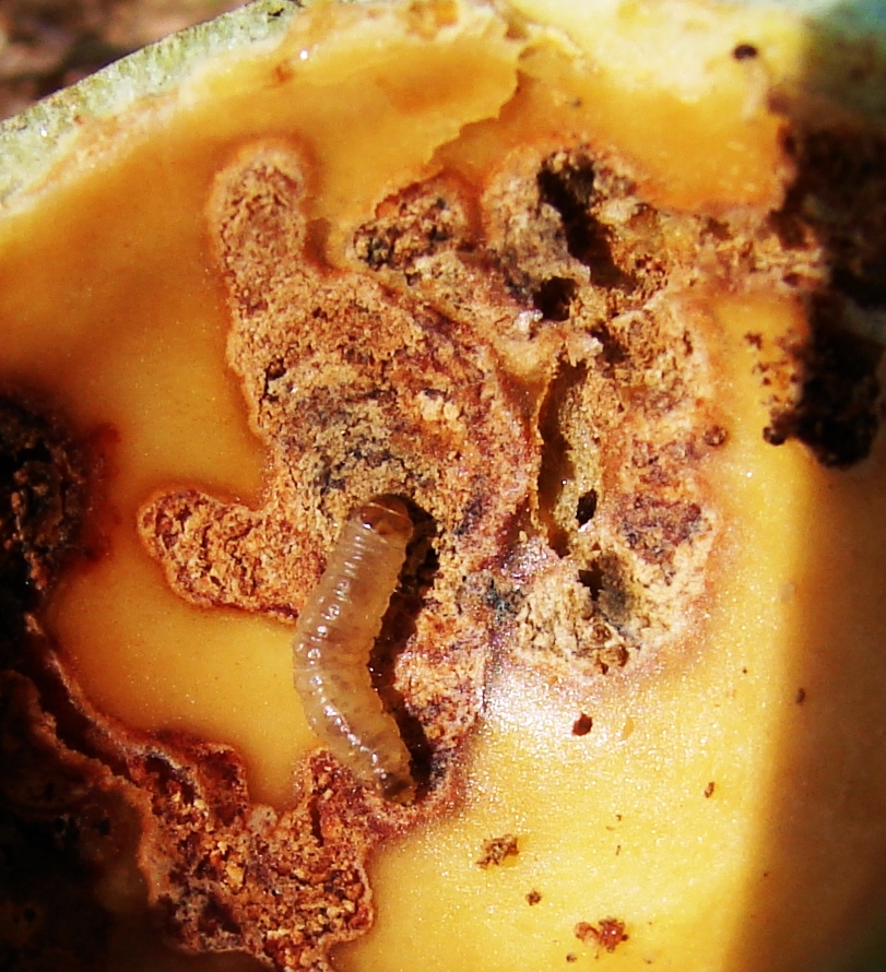 Macadamia nut borer - Biocontrol, Damage and Life Cycle